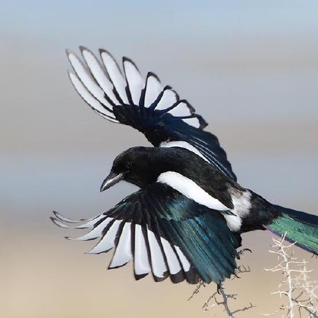 Newcomer00 Newcomer00 Github - Modern Geometric Photo - Retina