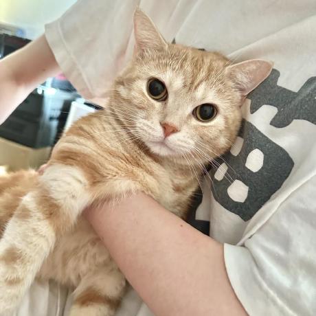 Summersnowwintercat Wintercat Github