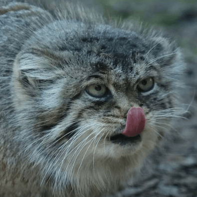 Klimkomx Maxim Klimenko Github