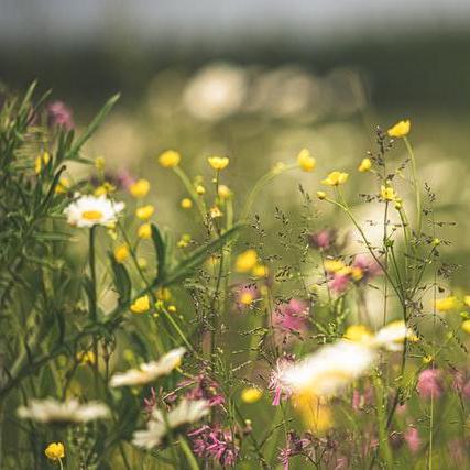 Ellen364 Ellen Github