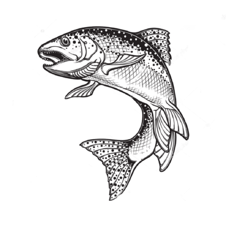 Fischer Coding Github