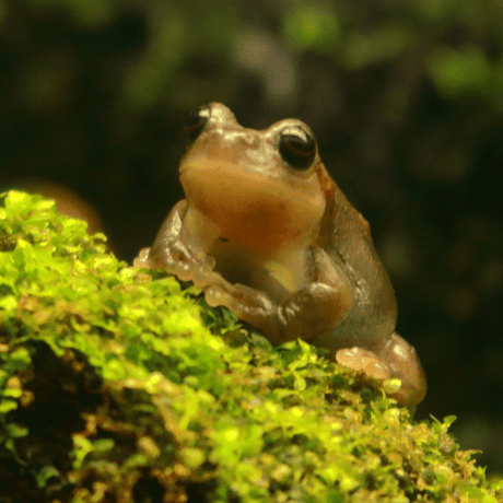 Kotatsumuri Shota Kawakami Github