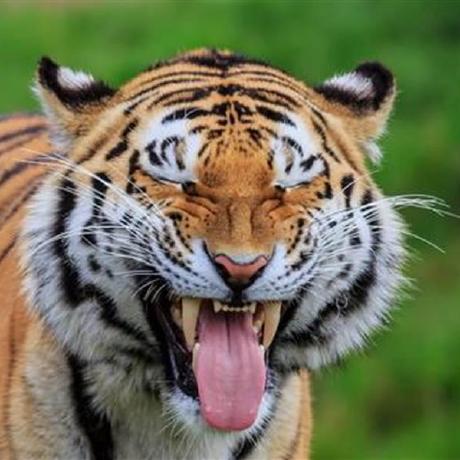 Awheat Master Wu Github - Sunset Pictures - Elegant 8K Collection