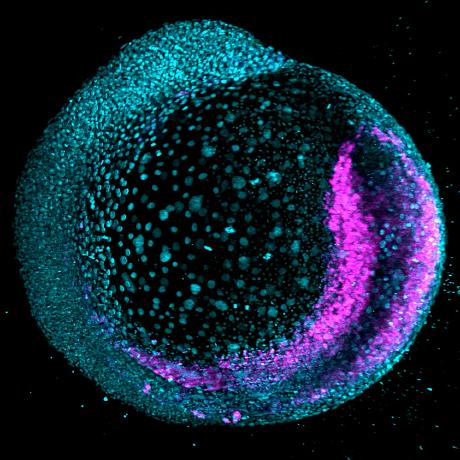 Royer Lab At Biohub Sf Github