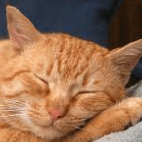 Xu Ethan Yuxuan Xu Github