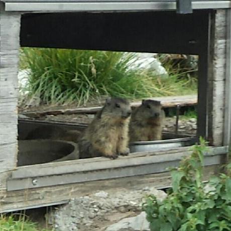 A Florian H Flo H Github