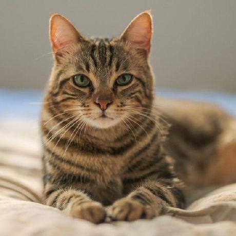 Github Dennislamcv1 Ibmpowersystems Linux And Private Cloud - Premium Vintage Photo Gallery - Desktop