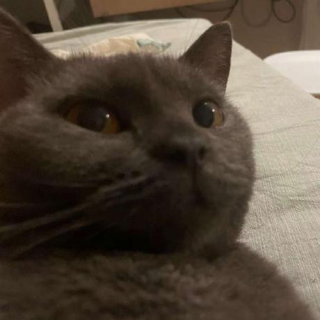 Nova Liu Nova Github