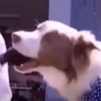 Issue 29 Kapertdog Waba Github - Premium Geometric Design Gallery - 8K