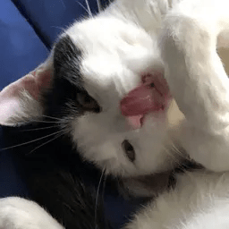 Jvyden Jvyden Github