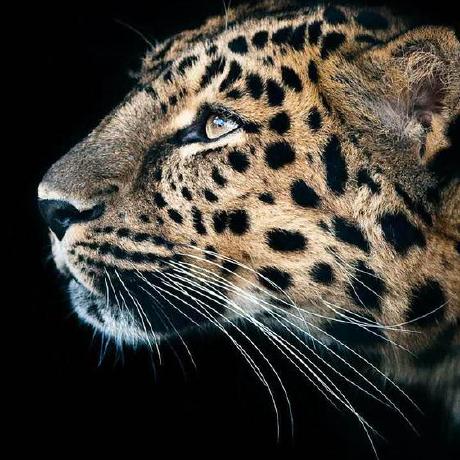 Pull Requests Boutell Cgic Github - Dark Wallpaper Collection - Desktop Quality