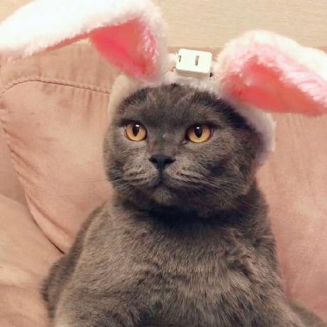 Darrenhub Darren Github