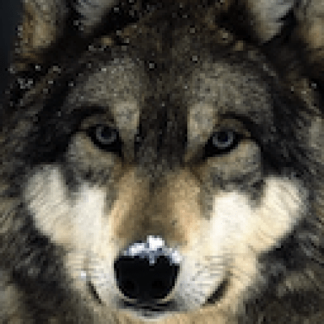 Wolf Wolf Github