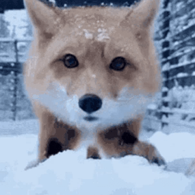 Assafgold1 Corazon Github