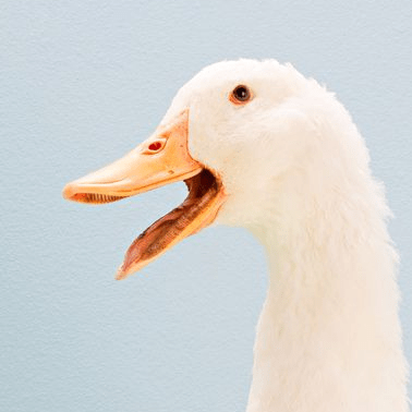 Cameron Li Dev Cameron Li Github