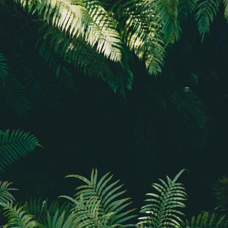 Wildchain Old Github