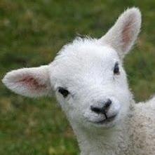 Sapphire Janrain Sapphire Becker Github