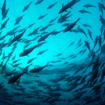 Bleufin Bluefin Github