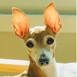 Ryukijoung Ryu Github