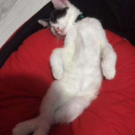 Jworse Jworse Github