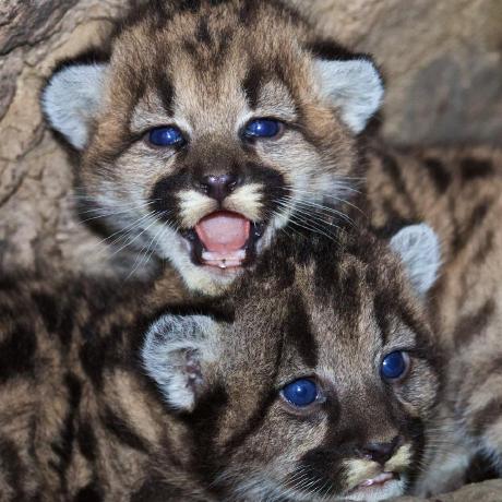 An Ocelot An Ocelot Github