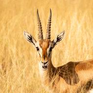 Dorb P Dor Bareket Github