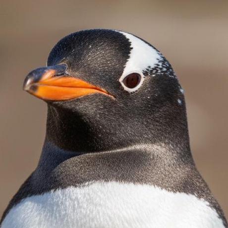 Github Sample By Jsakamoto Mudblazorinputfile Sample Code Of - Download Stunning Minimal Picture | 8K