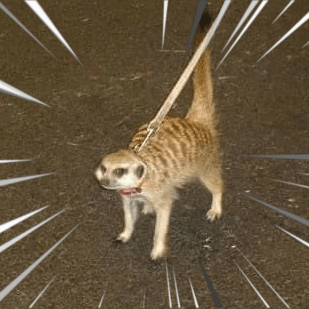 Tristan T Tristan Tribes Github