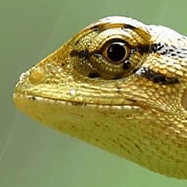 Vivla Alexander Konov Github