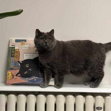 Blackcccat Blackcccat Github