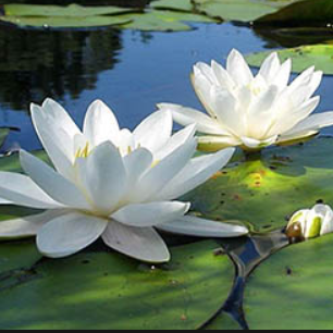 Susanna Susanna Github