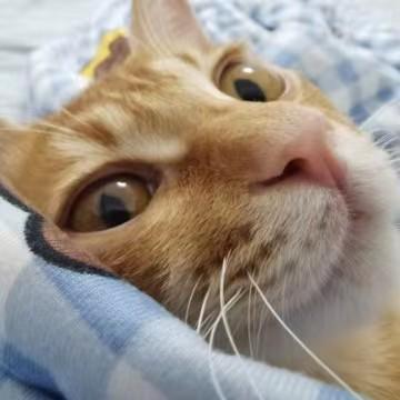 Webber Lin Webber Lin Github