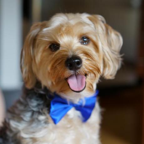 Umasstr Gitdog Github