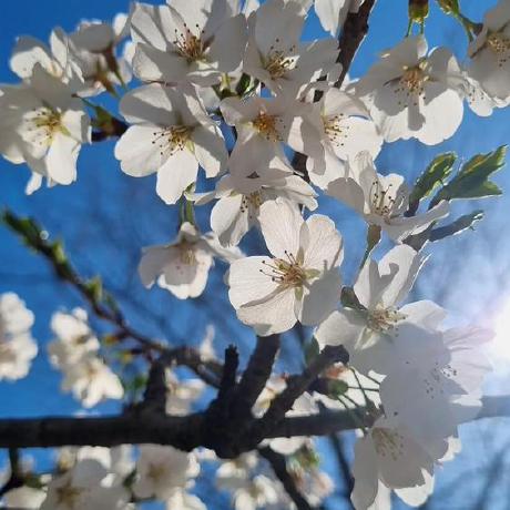 Shawn Ogbomo Shawn Ogbomo Github