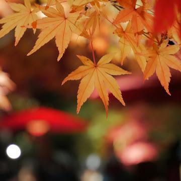 Enochxddd Enoch Github