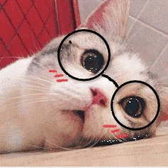 Thirteenl Thirteen Github