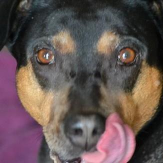 Jeff Thecoder Jeff Github