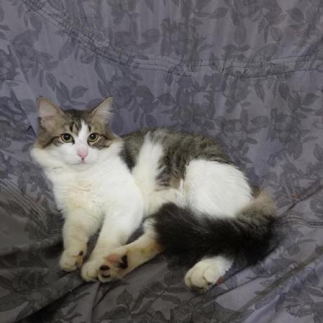 Campos02 Campos Github