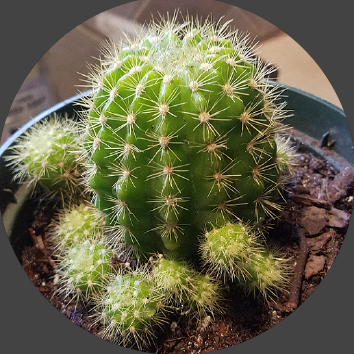 Github Nonnaeda Green Web Basic - Premium Vintage Background Gallery - 8K