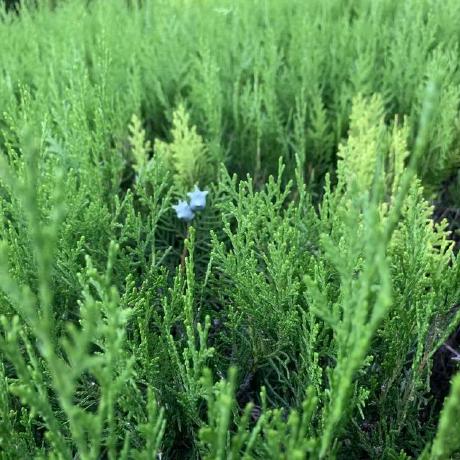 Seasonthree Season Yin Github