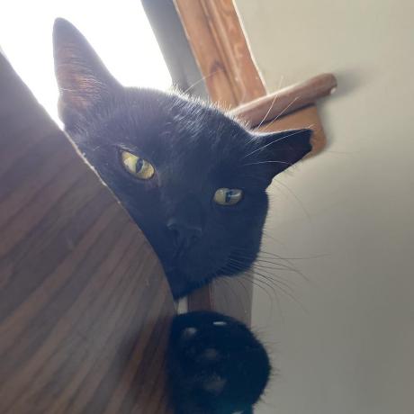 Zknitter Zac Knitter Github