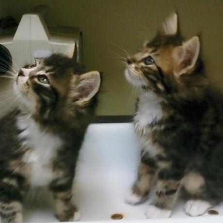 Pcbennett Patricia Bennett Github