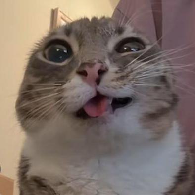 Justkatze Katze Github