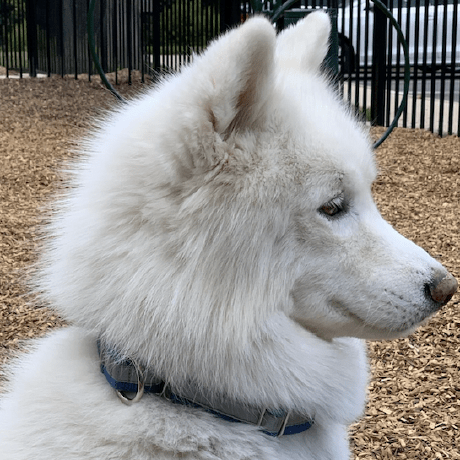 Radekpudelko Radek Github