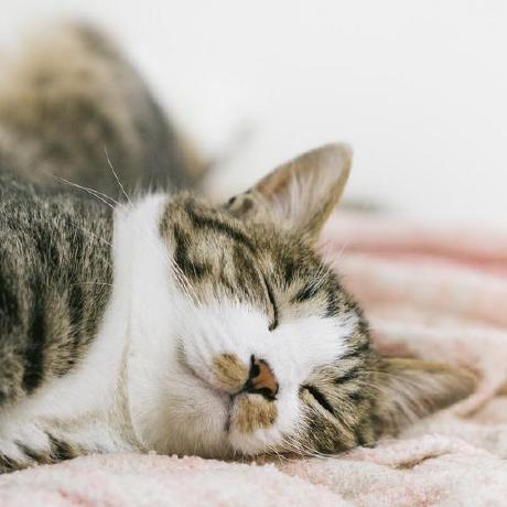 Sima2022 Sima Github