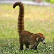 Github Chengeharrison Coati - Best Nature Arts in Mobile