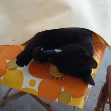 Tommyka1 Tommy Github