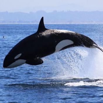 Adrian970104 Adrián Github