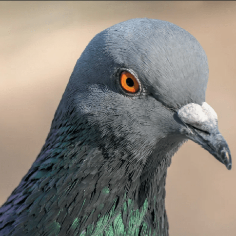 Jiahui17 Jiahui Xu Github