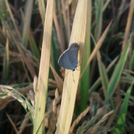 Sathiyam Optisol Github